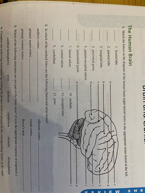 [solved] the human brain 1 match the letters on the diagr