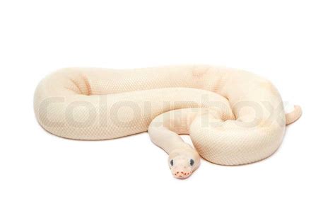Snow Ball Python A Gorgeous Reptile For Starter Snake Keepers Vital