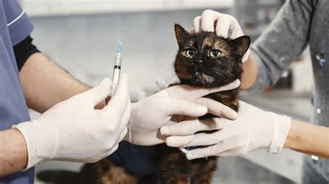 Feline Lidocaine Safety And Side Effects Guide