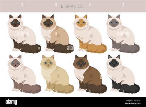 Birman Cat Clipart All Coat Colors Set All Cat Breeds Characteristics Infographic Vector