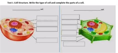 Test I Cell Structure Write The Type Of Cell StudyX