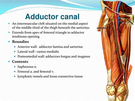 Ppt Thigh Powerpoint Presentation Free Download Id6565751