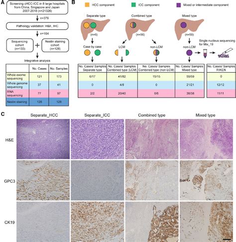 Figure 1 From Genomic And Transcriptomic Profiling Of Combined Hepatocellular And Intrahepatic