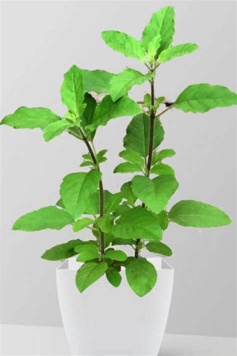 Pratap Singh Raghuwanshi Raghuwanshi On Linkedin The Benefits Of Holy Basil Tulsi Holy Basil