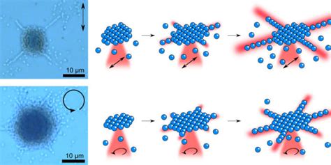 Optical Trapping Formed Colloidal Assembly With Horns Extended To The Outside Of A Focus Through