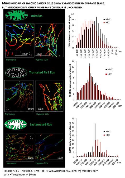 The New Findings Revealing Coupling Of Mitochondrial Structure And Function Fgu