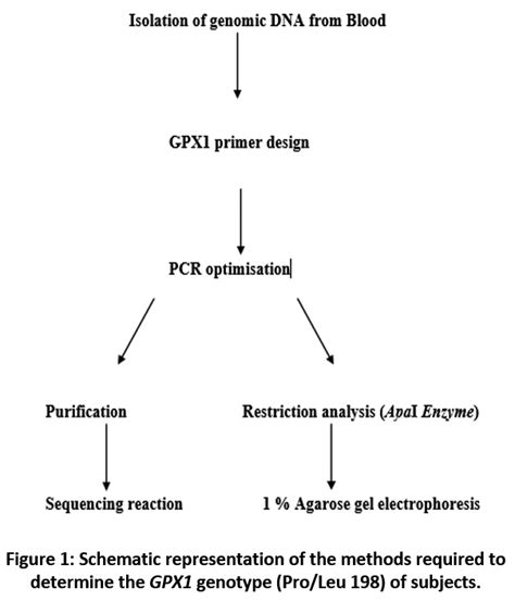 Glutathione Peroxidase Selenium