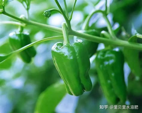 水溶肥辣椒高产施肥方案 知乎