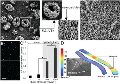 Shear Driven Drug Delivery Service Mapping Ignorance