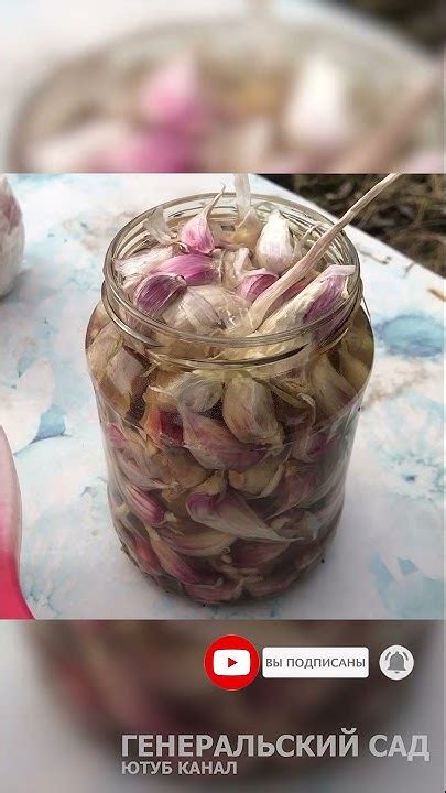 Как посадить ЧЕСНОК весной Замочите в этом зубчики чеснока перед посадкой Shorts Youtube