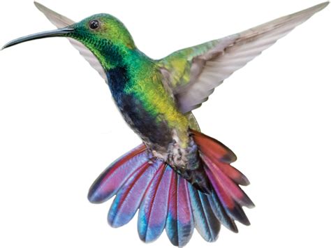 Hummingbirds The Land Of The Hummingbird