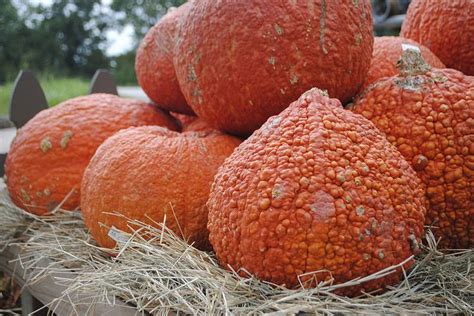 Lumpy Bumpy Pumpkins Pumpkin Carving Pumpkin Carving