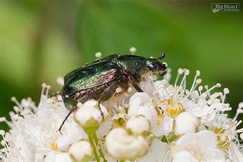 5 Facts About June Bugs