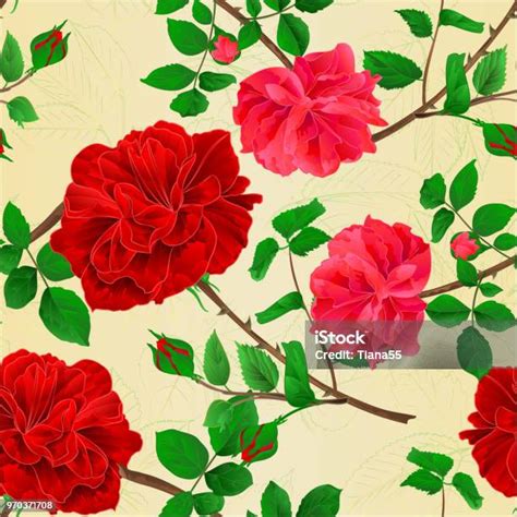 원활한 텍스처 꽃 레드와 핑크 장미 줄기와 빈티지 벡터 식물 그림을 편집 가능한 나뭇잎 일러스트레이션에 대한 스톡 벡터 아트 및 기타 이미지 일러스트레이션 장미