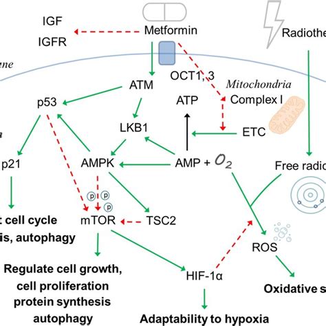 The Summary Of Chemo Radio Effect Of Metformin After Administration Download Scientific