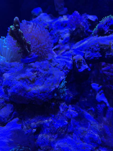 Help Algae Sponge Identify R Reeftank