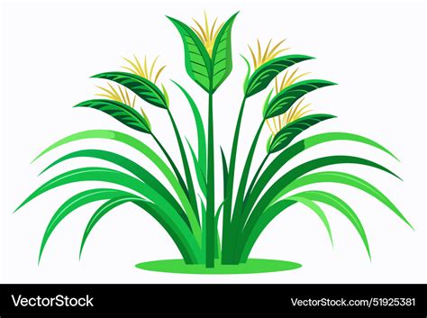 Green Napier Grass R Royalty Free Vector Image