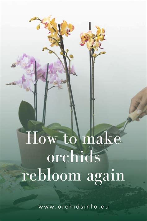 How To Make Orchid Plants Bloom Again At Jaclyn Glenn Blog