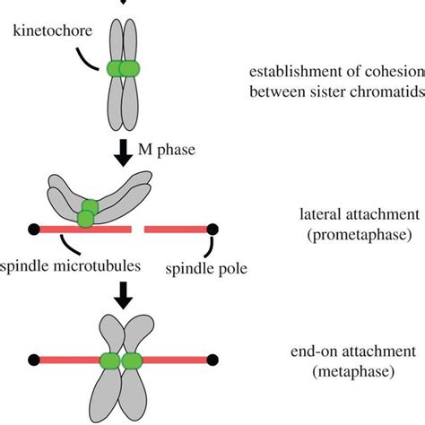 Chromosome Structure And Organization A Diagram Of The Three