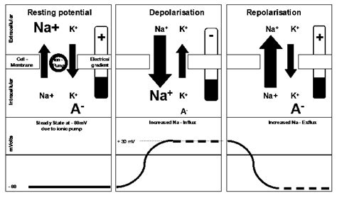 Schematic Illustration Of Depolarization Repolarization Cycle Within