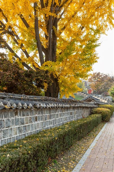 가을풍경 은행나무와 돌담길 사진 이미지 사진 풍경 자연 야외 실외 사람없음 아시아 한국 국내 경치 가을풍경 화성 수원화성 화성행궁 은행나무 돌담길