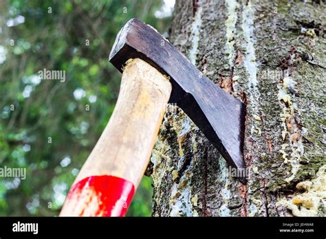 Cutting Tree With Axe Hi Res Stock Photography And Images Alamy