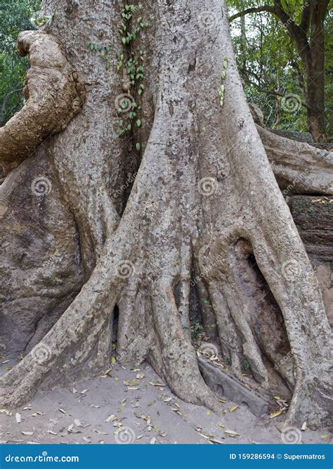Huge Trees With A Powerful Root System Stock Photo Image Of Gargantuan Radical 159286594