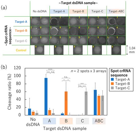 Miniaturization Of Crisprcas12 Based Dna Sensor Array By Non Contact