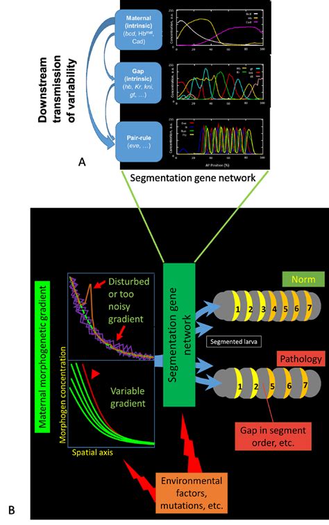 Variability In Specification Of The Anterior Posterior Ap