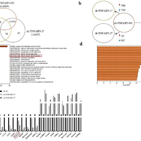 Vegfa Is A Downstream Gene Of Tnfaip3 A B Rna Sequence Analysis