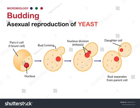 1584 Asexual Reproduction Görseli Stok Fotoğraflar Ve Vektörler