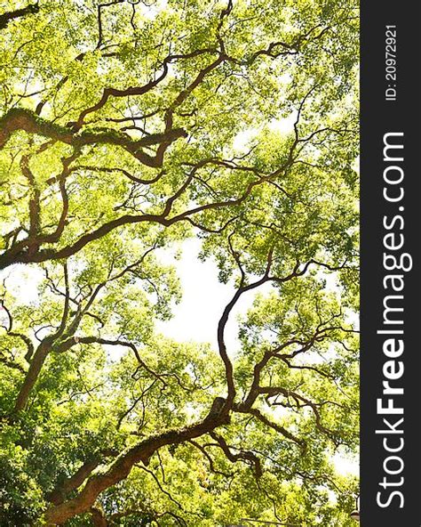 27 Big Tree Transparent Background Free Stock Photos StockFreeImages