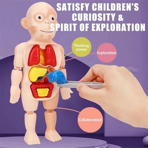 3d 마네킹 어린이 몬테소리 해부학 모델 교육 학습 기관 조립 장난감 신체 기관 인지 도구 수수께끼 and 마술 입방체
