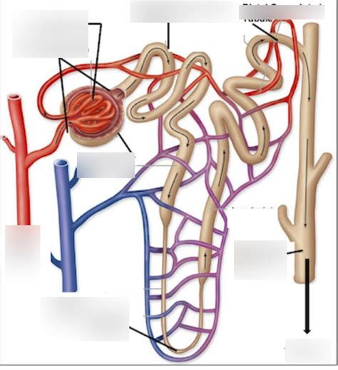 Nephron Structure 2 Diagram Quizlet