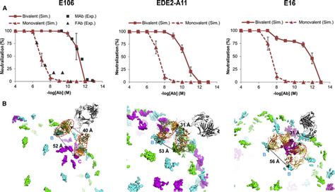 Modeling Bivalent Binding Of Igg Antibodies To Flavivirus A Download Scientific Diagram