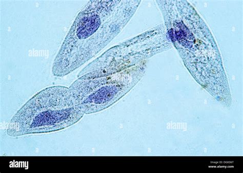 Paramecium Protozoa Ciliophora Unicellular Ciliate Freshwater Stock