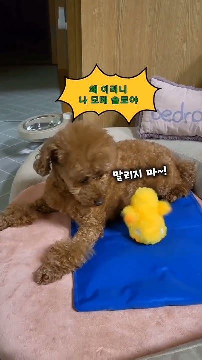 이런 틈에 병아리가 Youtube