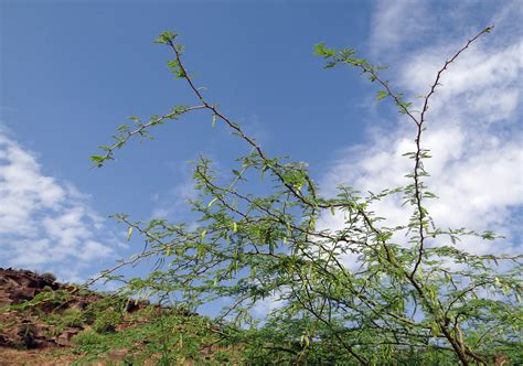 Free Images Tree Nature Branch Blossom Sky Meadow Leaf Flower