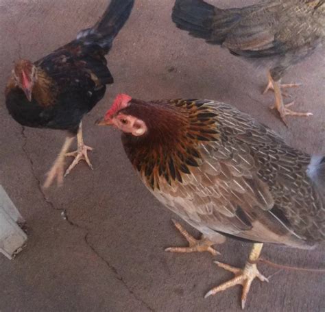 Linux Kernel Drama Amds Spectral Chicken Rlinux