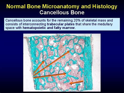 Bone Histology And Histopathology For Clinicians A Primer
