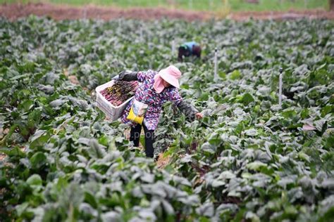 贵州榕江冬季蔬菜采摘忙 人民图片网
