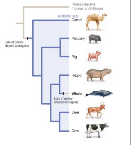 Bio 114 Unit 2 Full Flashcards Quizlet