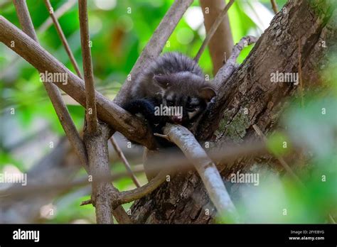Asian Palm Civet Cub On The Trees A Tiny Creature Lost In The Jungle