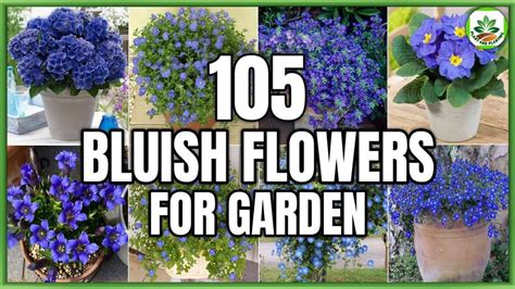 105 Blue Flower Plants For Garden Bluish Flower Varieties To Grow