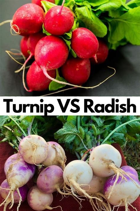 Turnip Vs Radish Color Taste Nutrition Differences