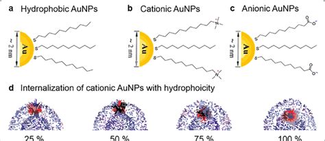 Schematic Illustration Aunps Decorated With Different Surface Ligands Download Scientific