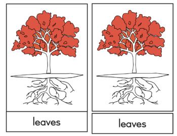 Tree Nomenclature Part Card By The Montessori Initiative TPT