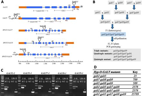 Single T Dna Insertional Mutant Information The Strategy For Download Scientific Diagram