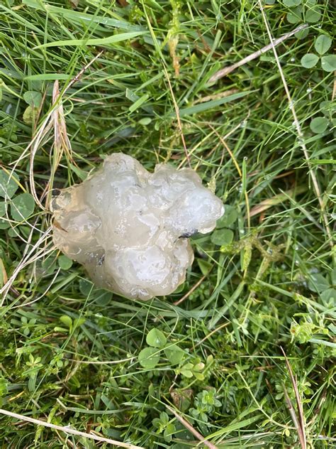 A Translucid Jelly Blob Slime Like Texture In Pasture Grassland… What Is It R Foraging