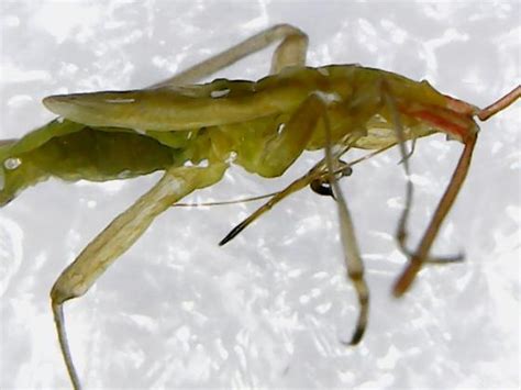 Hemiptera Bug Bugguide Net